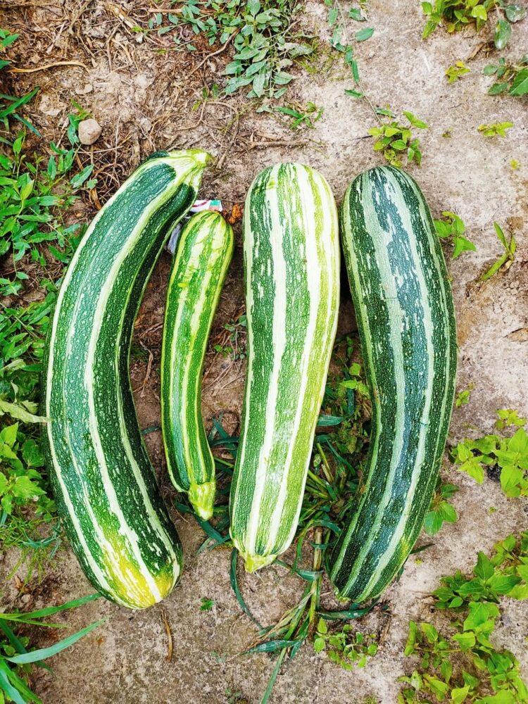 Zucchini bitter? Giftig! Nicht essen!