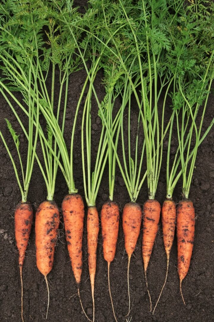 Karotten | Gemüse Lexikon | Anbau, Haltbarkeit, Lagerung & mehr