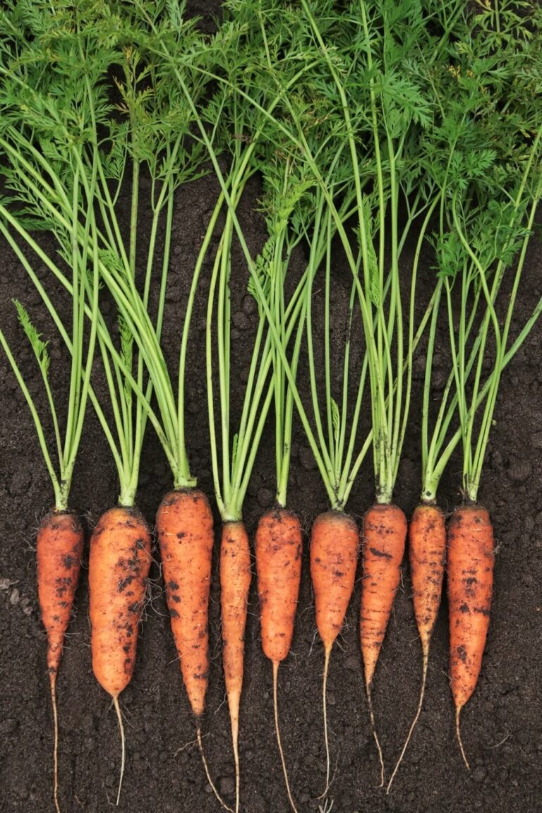 Karotten | Gemüse Lexikon | Anbau, Haltbarkeit, Lagerung & mehr