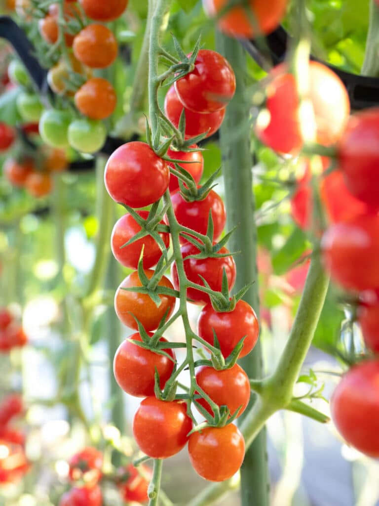 Kirschtomaten | Gemüse Lexikon