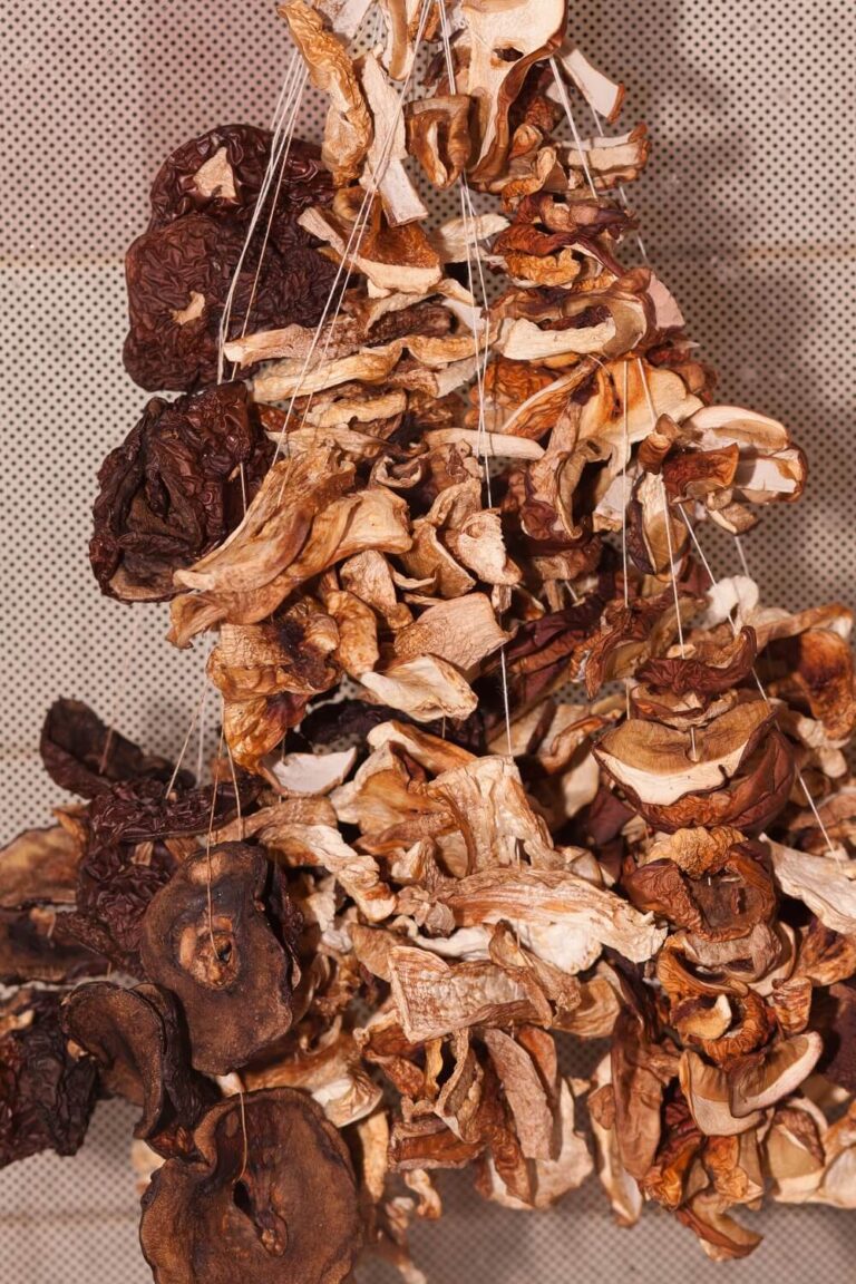 Pilze trocknen | Anleitung und Tipps zum Fehler vermeiden