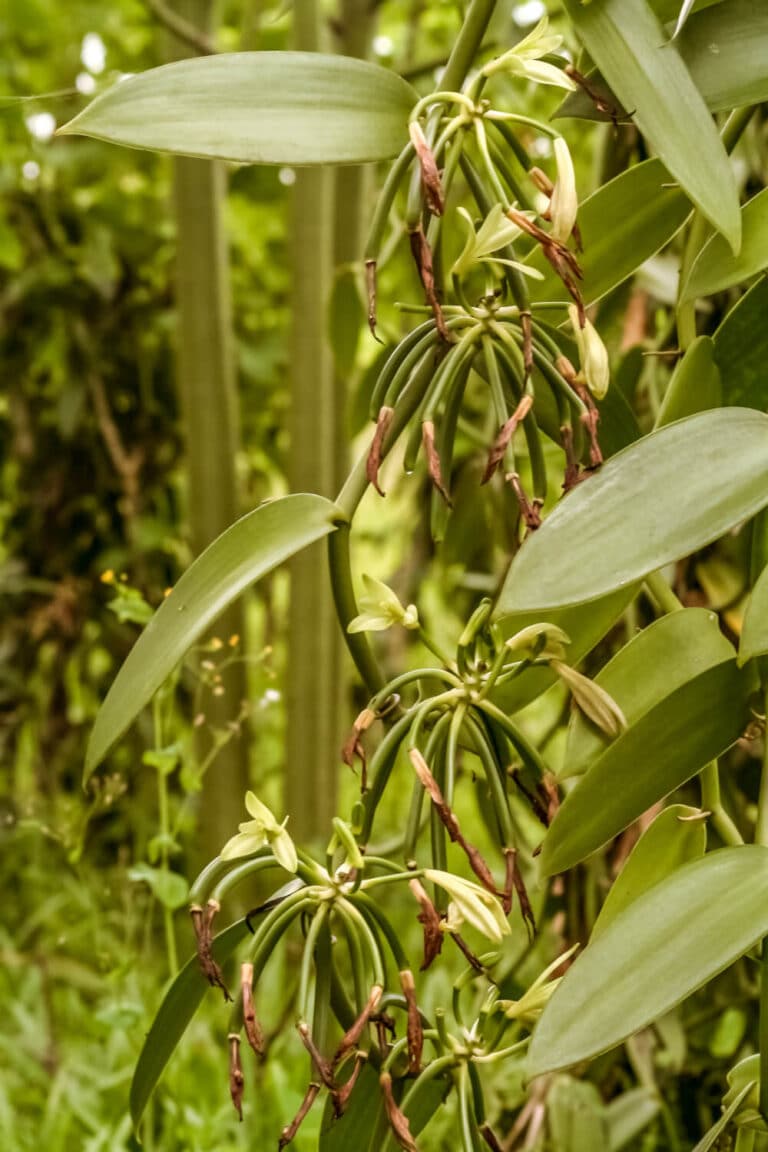 Bourbon Vanille | Gewürz Lexikon
